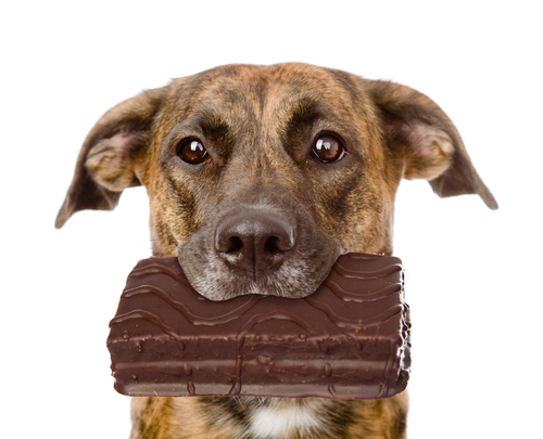 Chocolate Toxicity | Cameron Veterinary Clinic